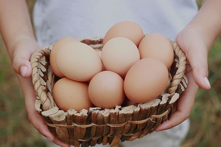 Are All Eggs Created Equally? - Healthdish