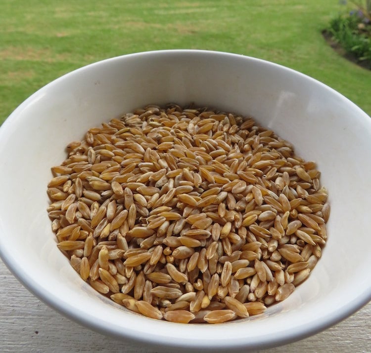 Should You Be Eating Kamut? - Healevate